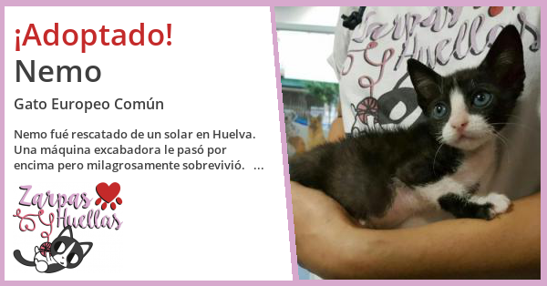 Zarpas y Huellas - Adopción de Nemo